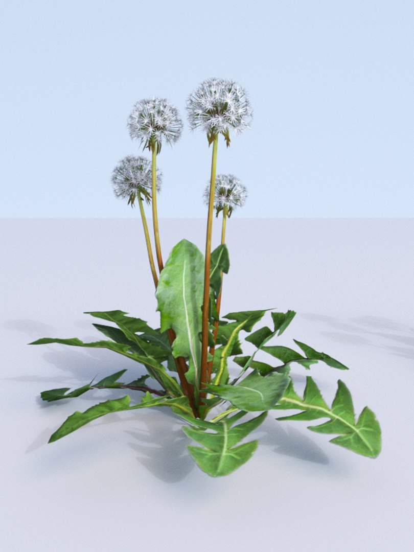 3D dandelions taraxacum planting flowers model - TurboSquid 1425124