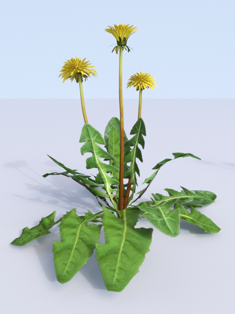3D Dandelions Taraxacum Planting Flowers Model - TurboSquid 1425124