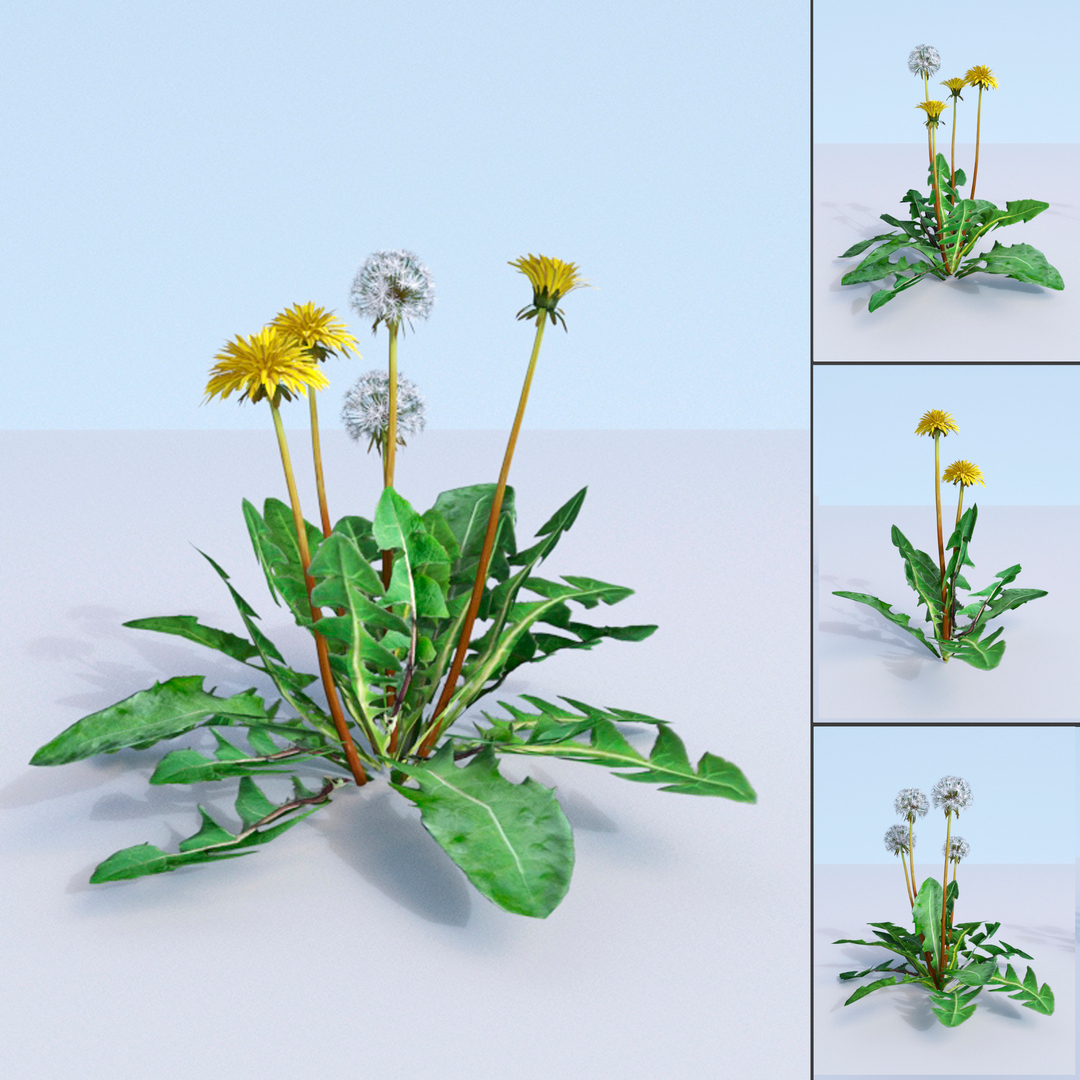 3D dandelions taraxacum planting flowers model - TurboSquid 1425124