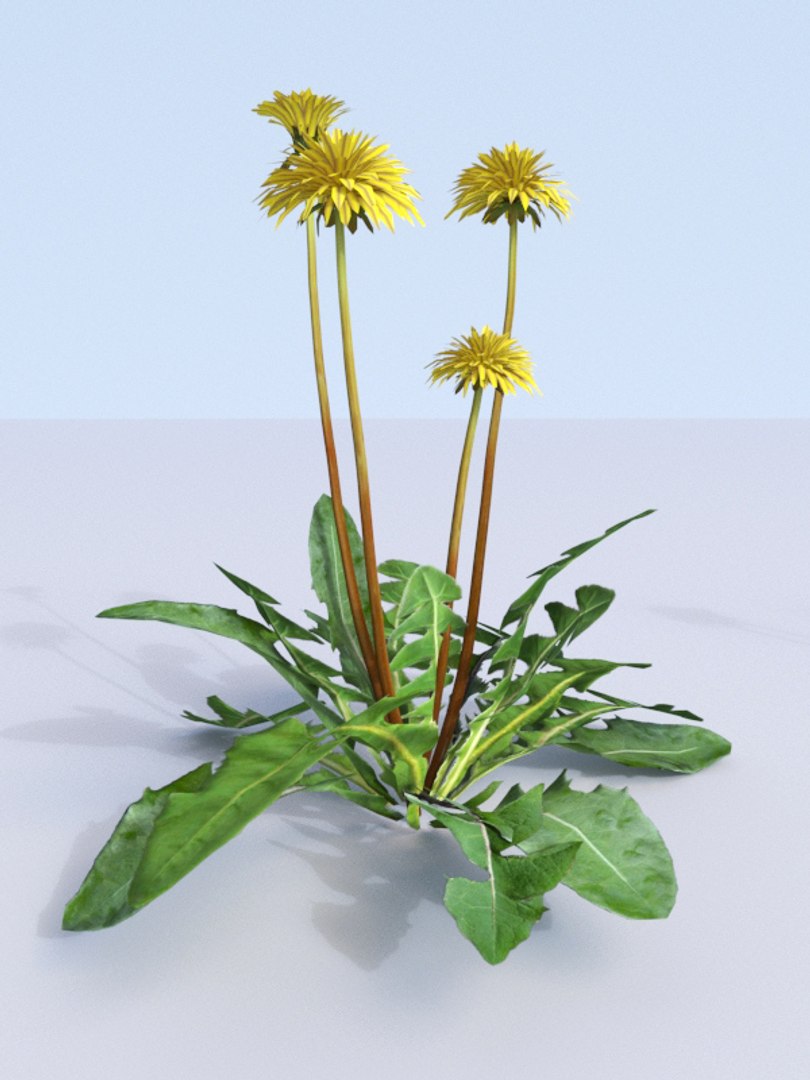 3D Dandelions Taraxacum Planting Flowers Model - TurboSquid 1425124
