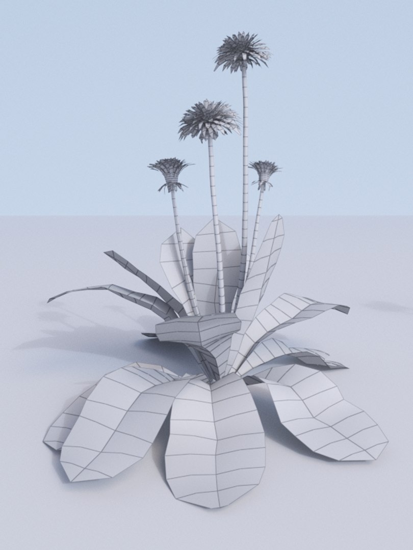 3D Dandelions Taraxacum Planting Flowers Model - TurboSquid 1425124