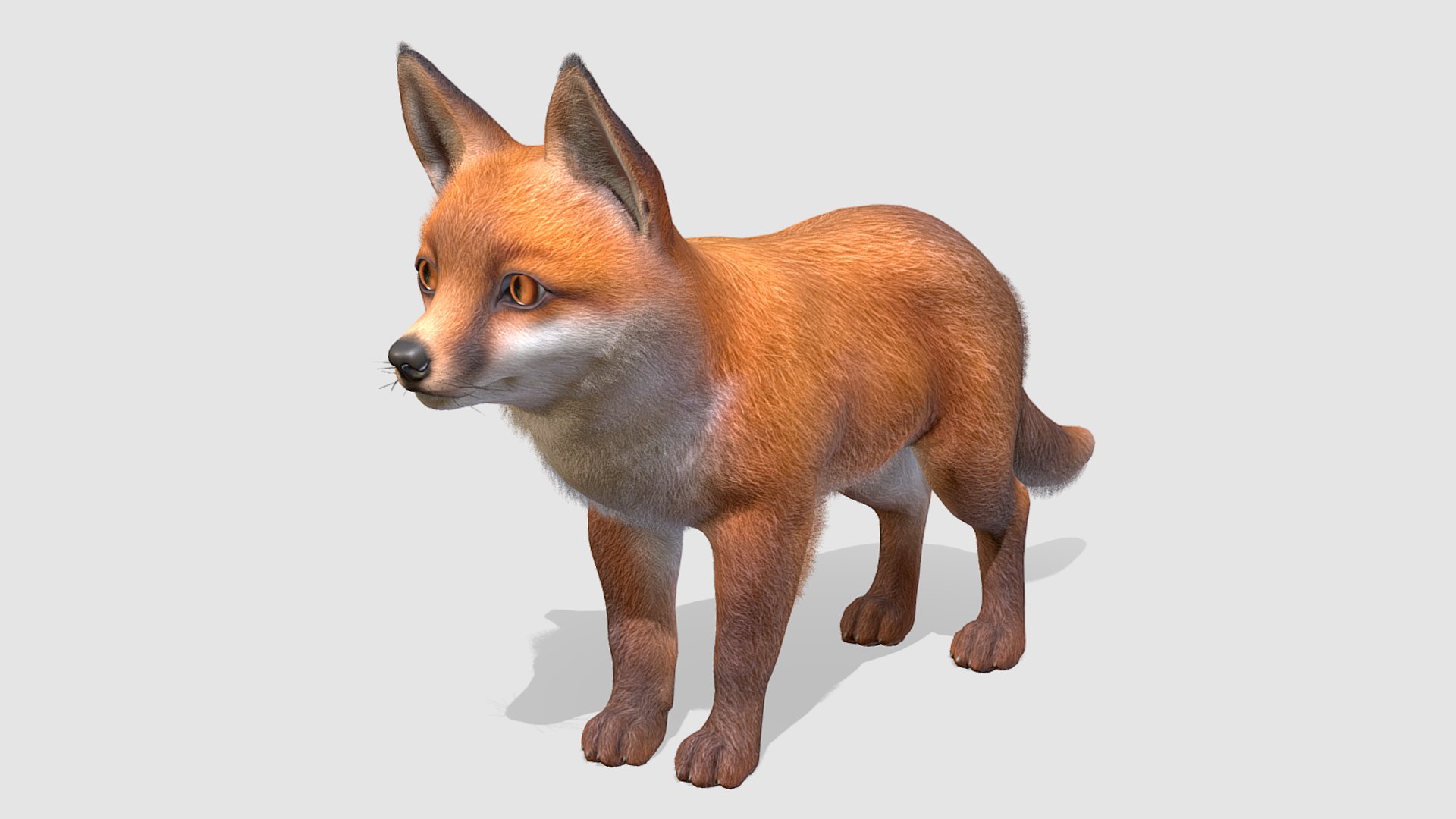 Fox - Cub 3D Model - TurboSquid 2109755