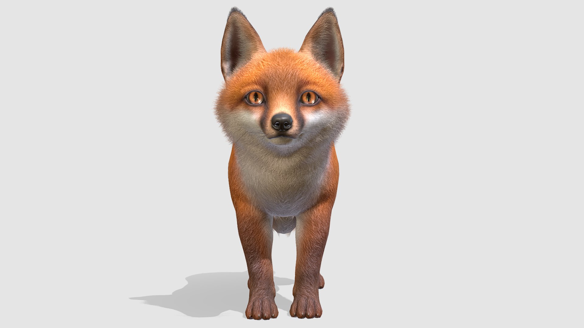 Fox - Cub 3D Model - TurboSquid 2109755