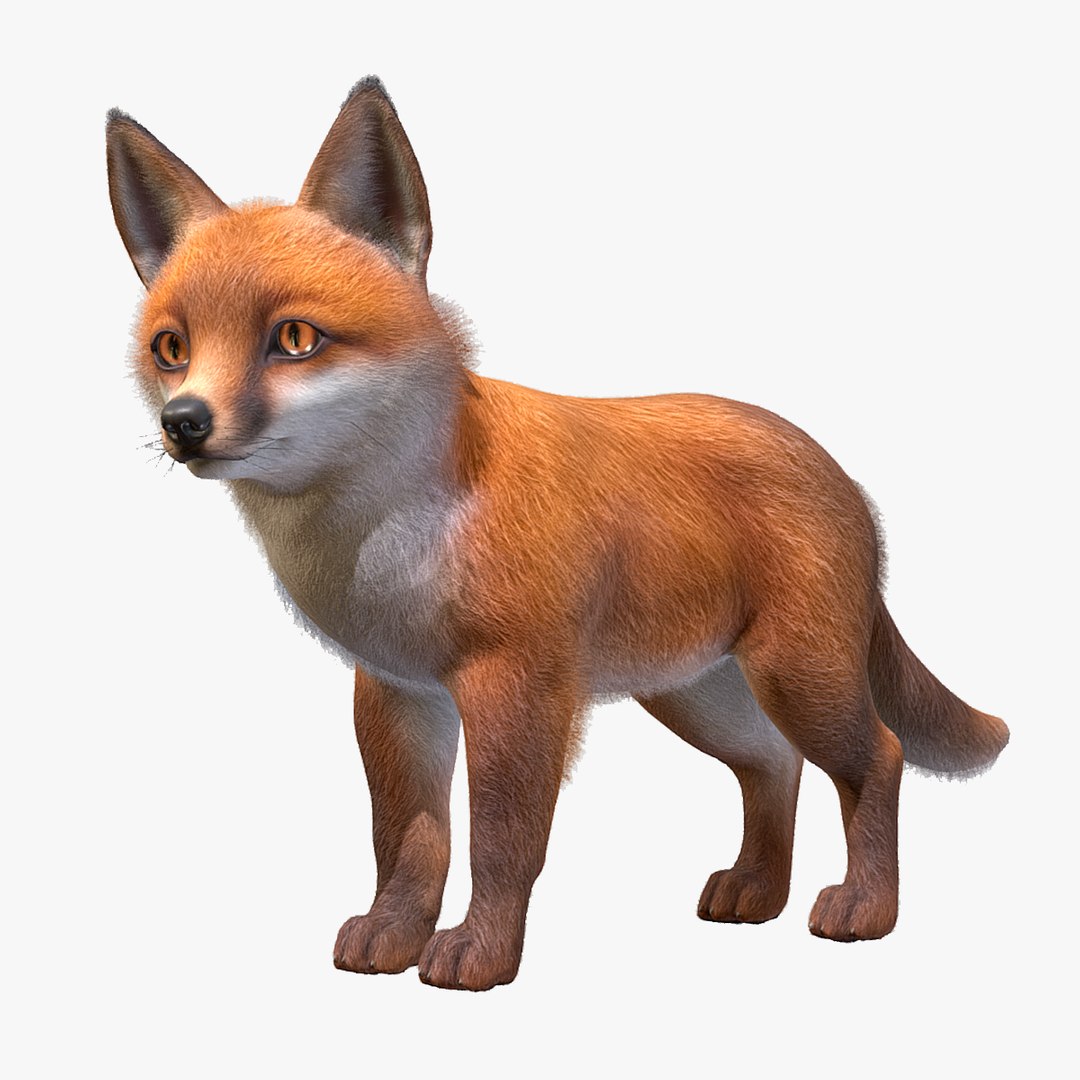 Fox - Cub 3D model - TurboSquid 2109755