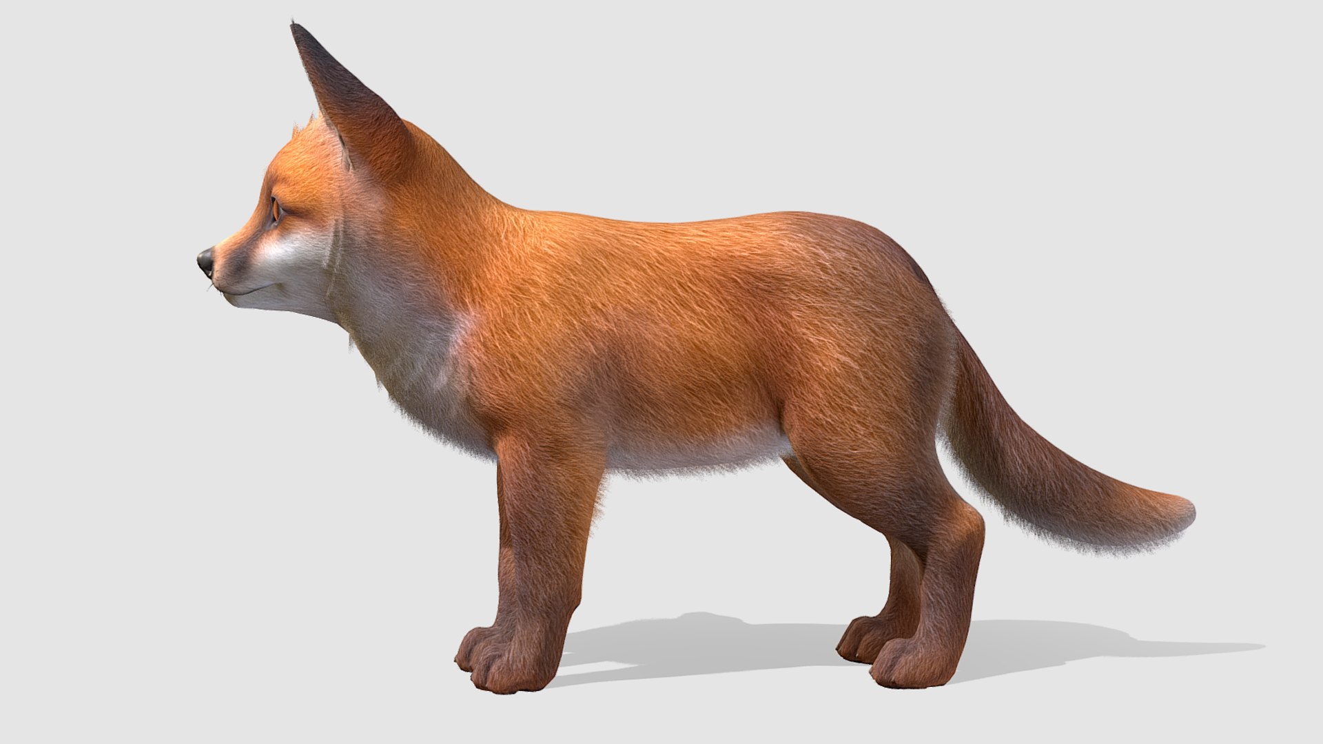 Fox - Cub 3D Model - TurboSquid 2109755