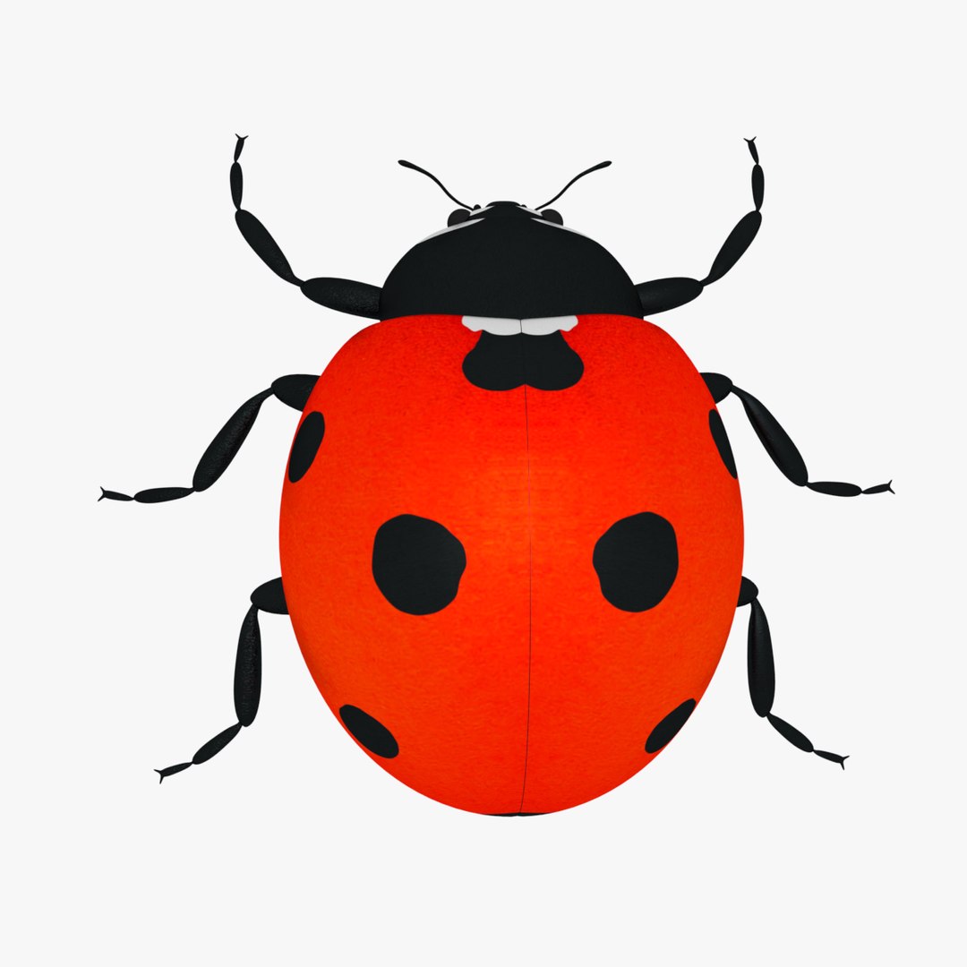 Ladybug 3D Model - TurboSquid 1214546