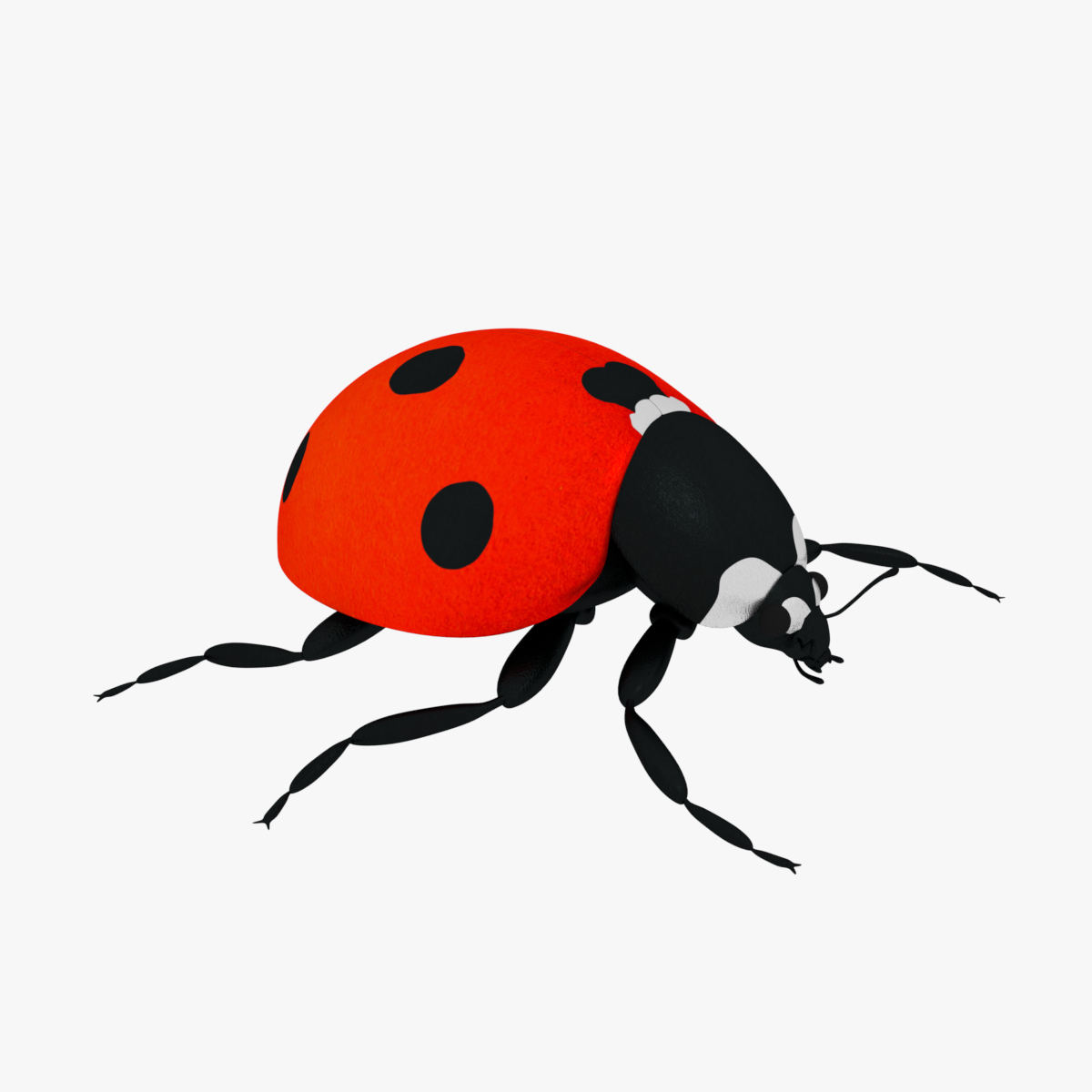 Ladybug 3D model - TurboSquid 1214546