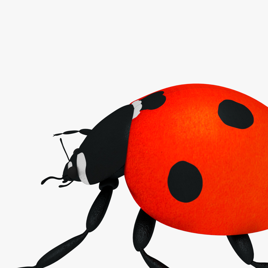 Ladybug 3D model - TurboSquid 1214546