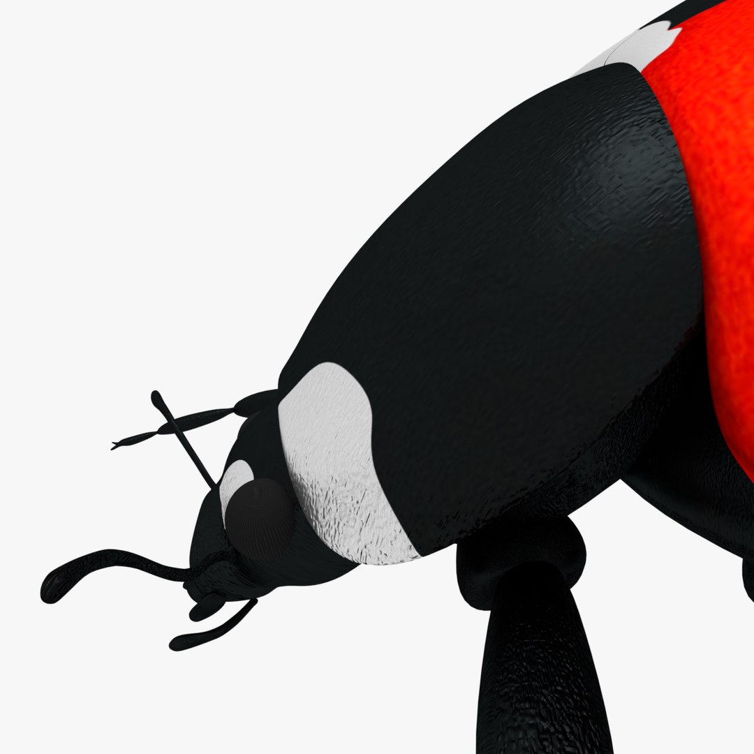 Ladybug 3D Model - TurboSquid 1214546