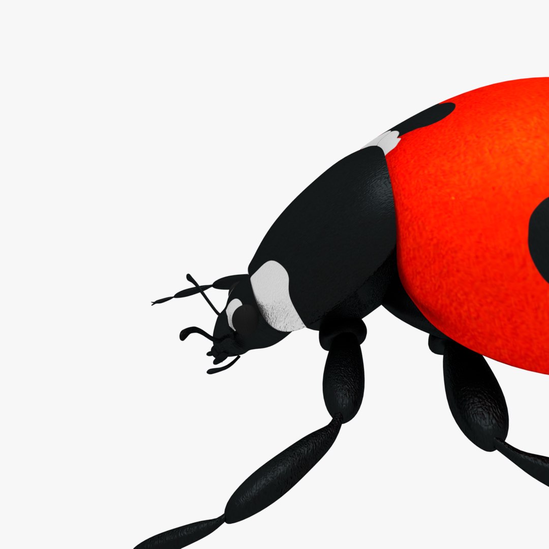 Ladybug 3D model - TurboSquid 1214546