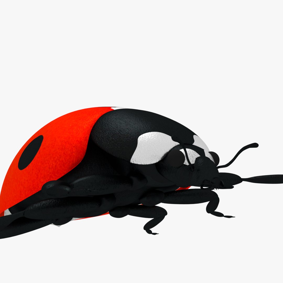 Ladybug 3D Model - TurboSquid 1214546