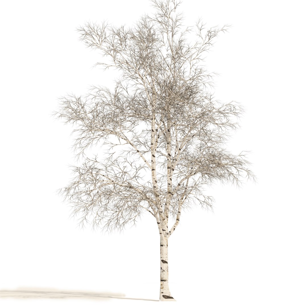 3D White Birch Forest - TurboSquid 1983811