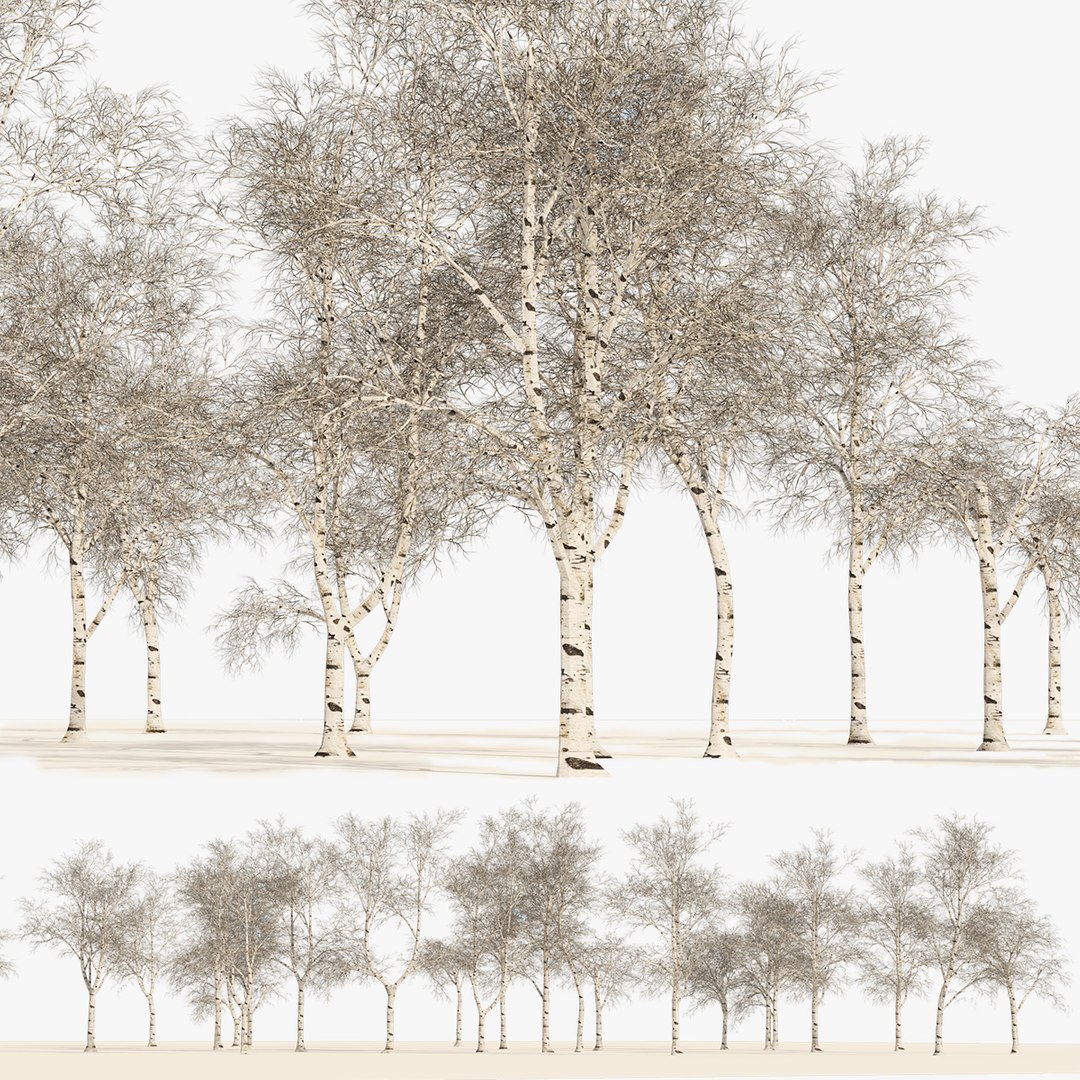 3D White Birch Forest - TurboSquid 1983811