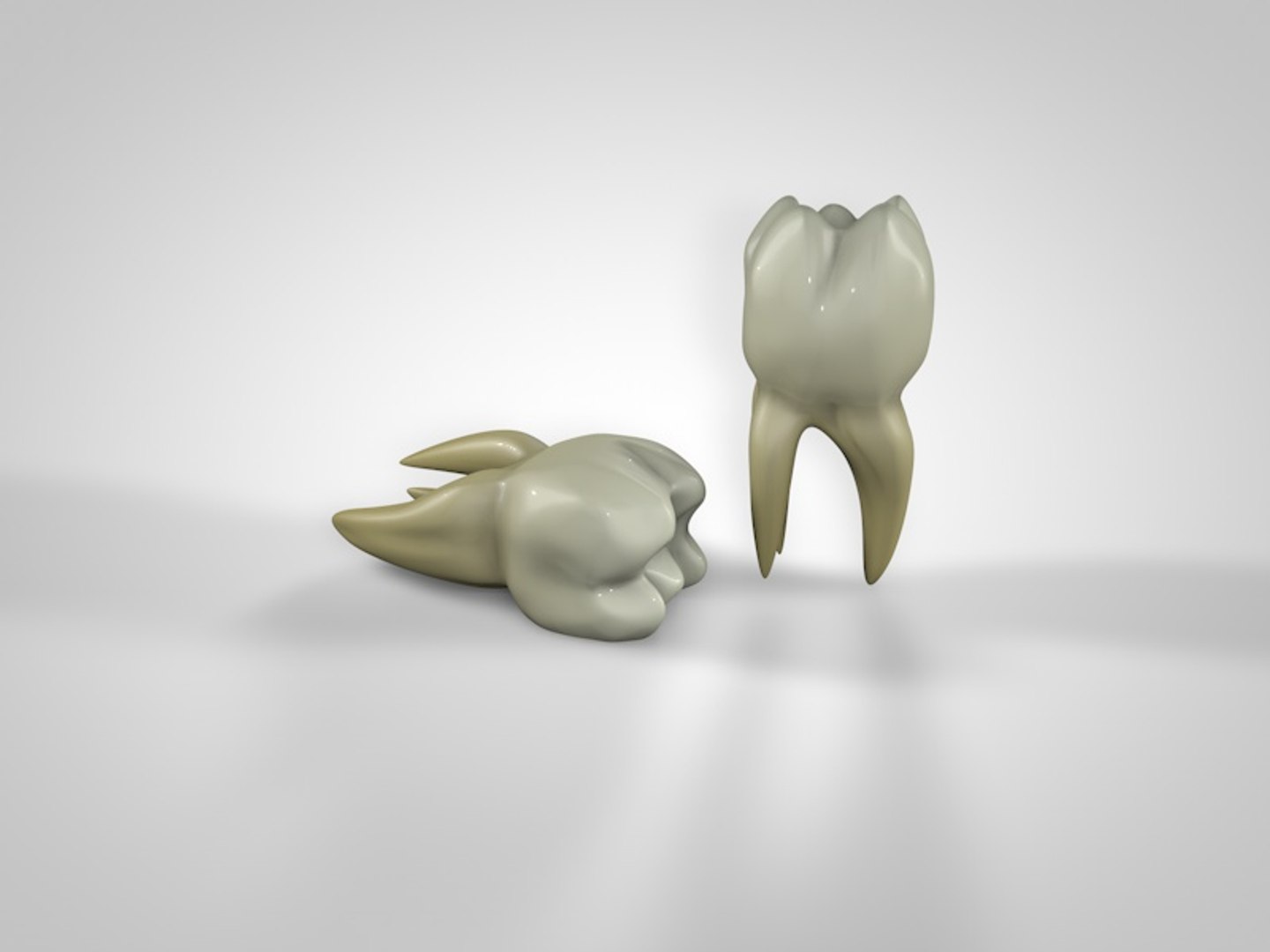 Tooth 3D Model | 1146124 | TurboSquid
