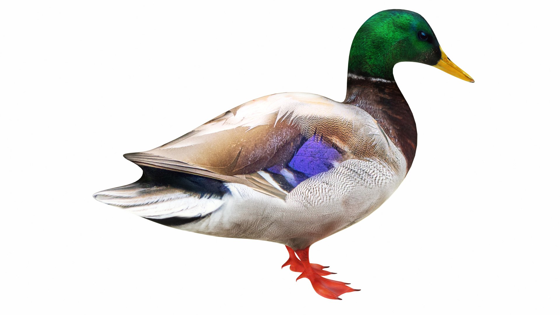 3D Farm Birds 12 In 1 Colleciton - TurboSquid 2343392