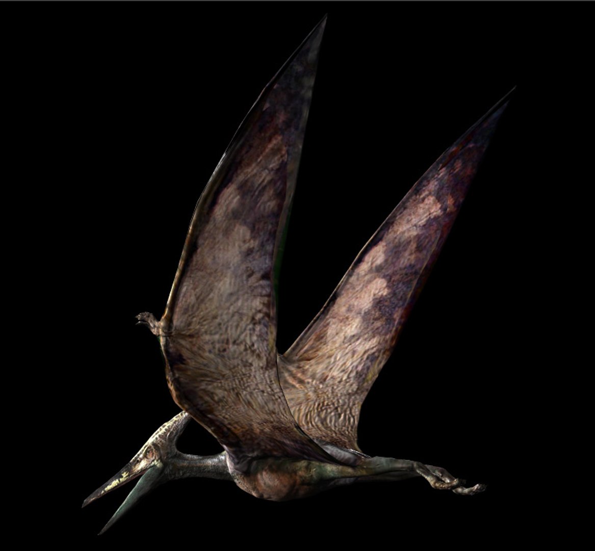 Pteranodon Jurassic Park - 3d Model