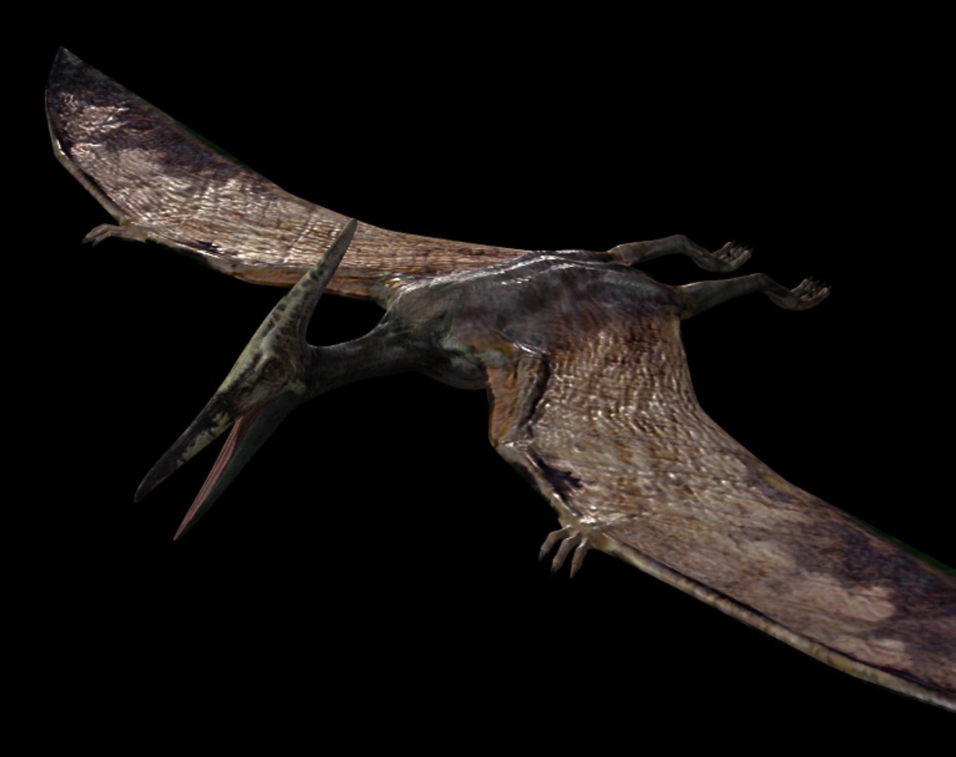 Pteranodon Jurassic Park - 3d Model