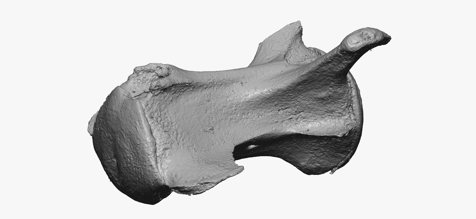 3D Kangaroo Red-necked Wallaby (Macropus Rufogriseus) Caudal Vertebrae ...