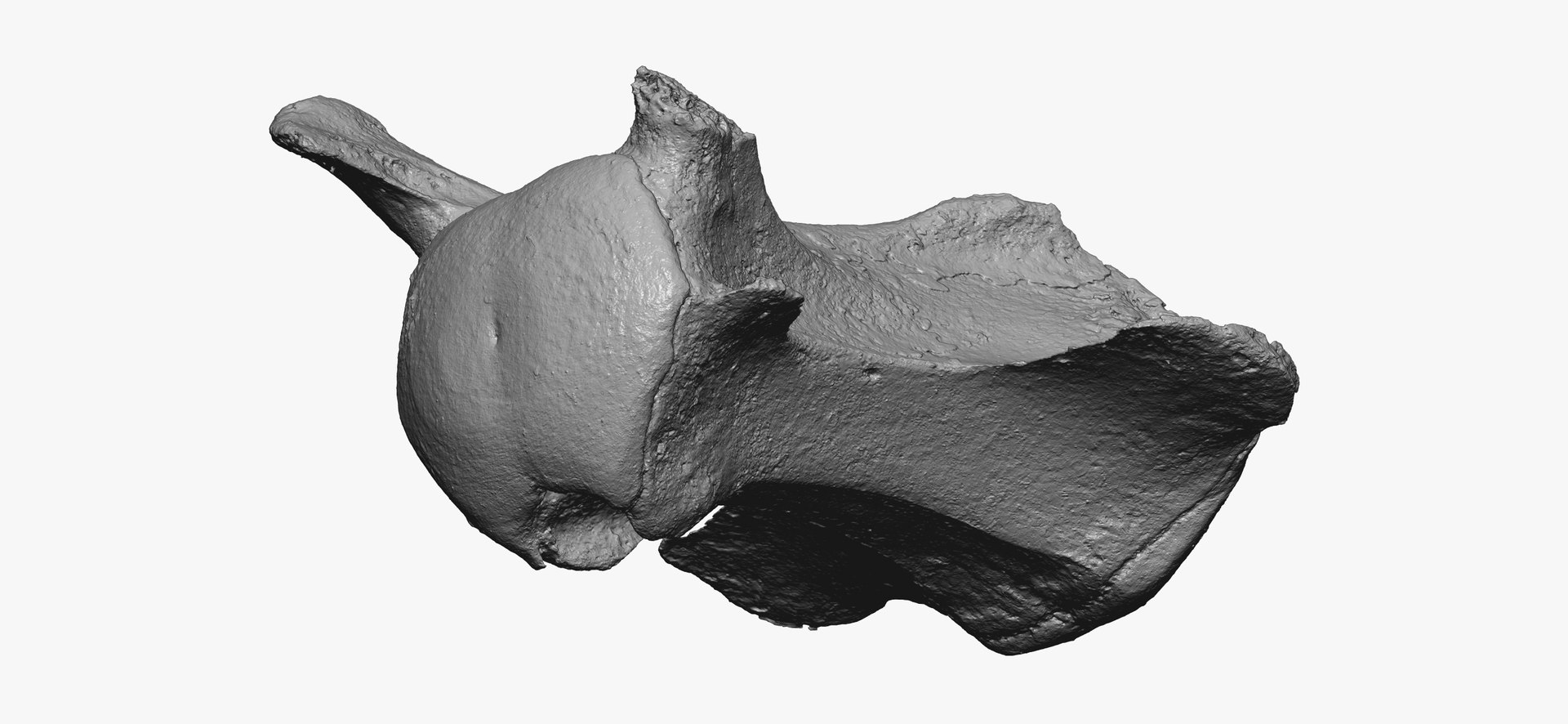3D Kangaroo Red-necked Wallaby (Macropus Rufogriseus) Caudal Vertebrae ...