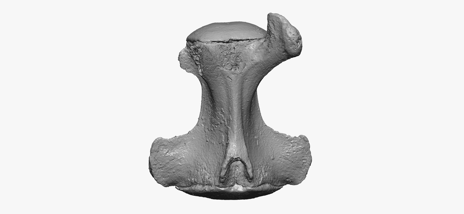 3D Kangaroo Red-necked Wallaby (Macropus Rufogriseus) Caudal Vertebrae ...