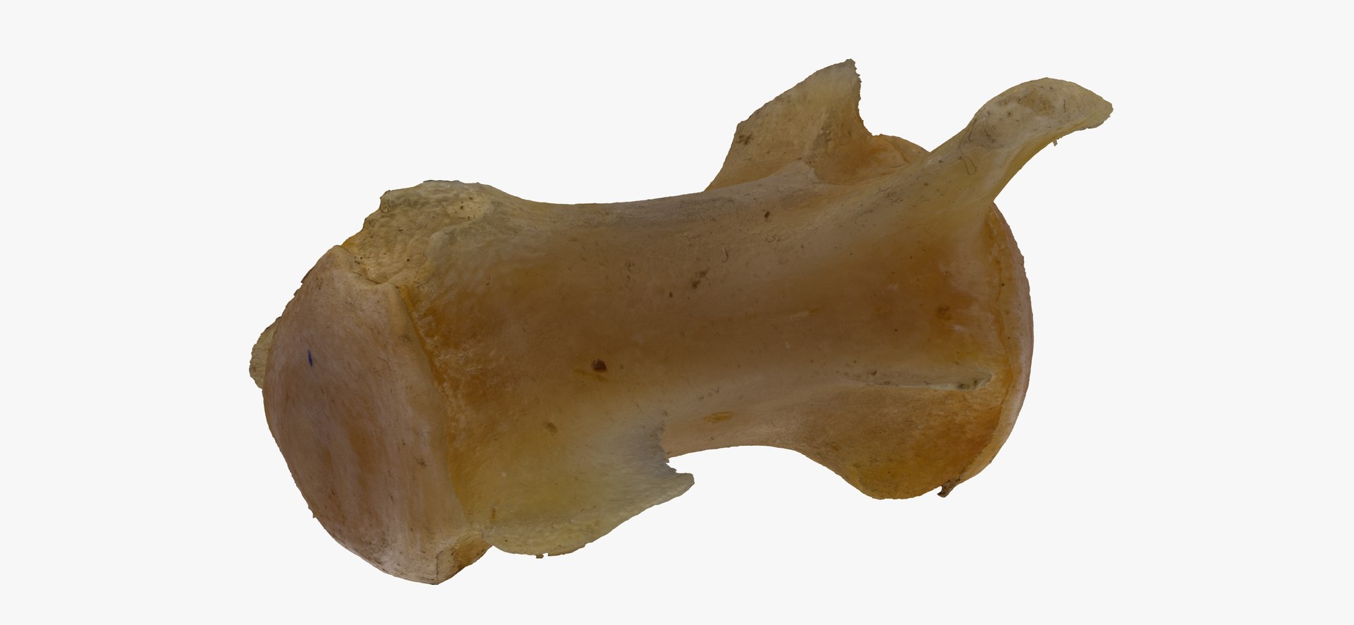3D Kangaroo Red-necked Wallaby (Macropus Rufogriseus) Caudal Vertebrae ...