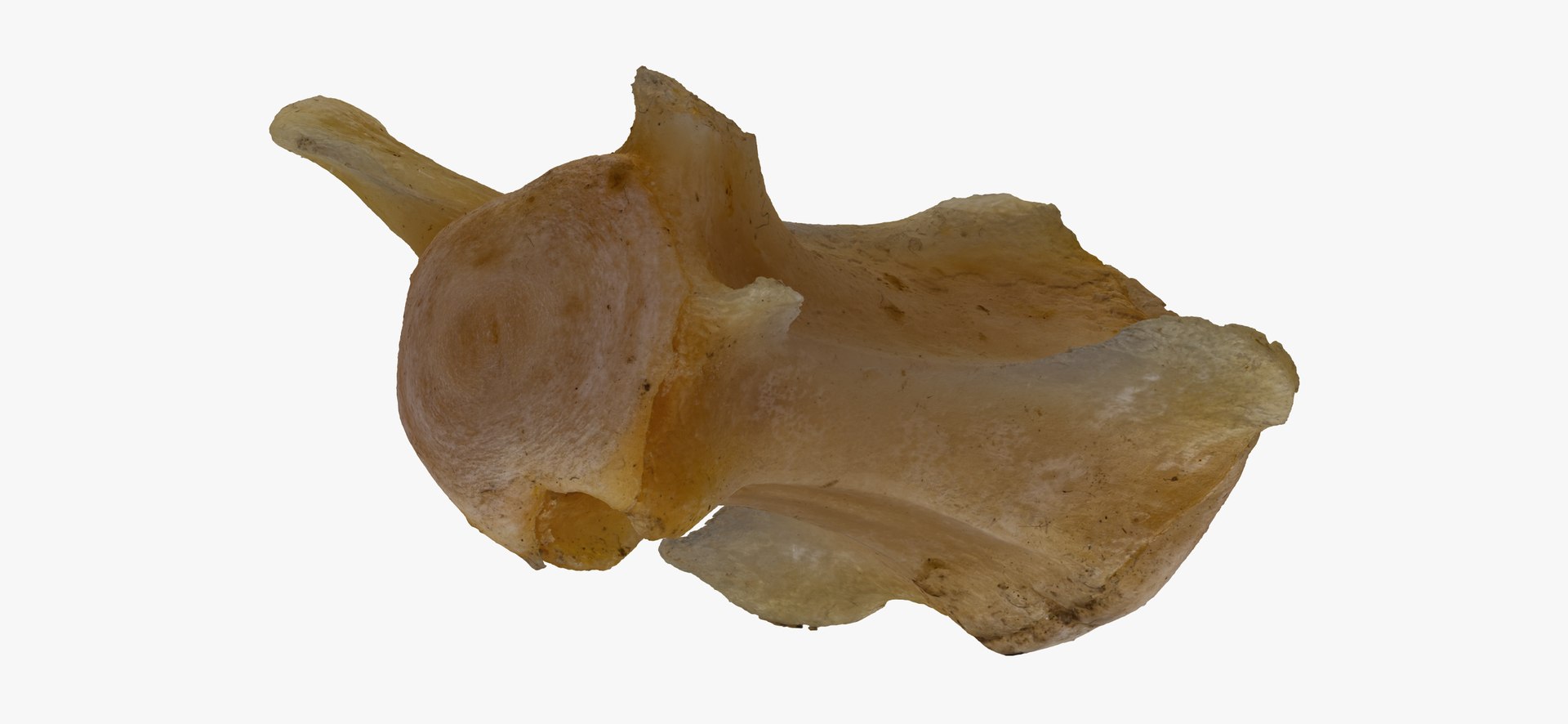 3D Kangaroo Red-necked Wallaby (Macropus Rufogriseus) Caudal Vertebrae ...