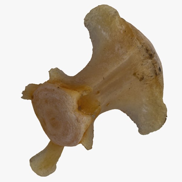 modelo 3d Canguro Wallaby de cuello rojo (Macropus rufogriseus) Escaneo ...