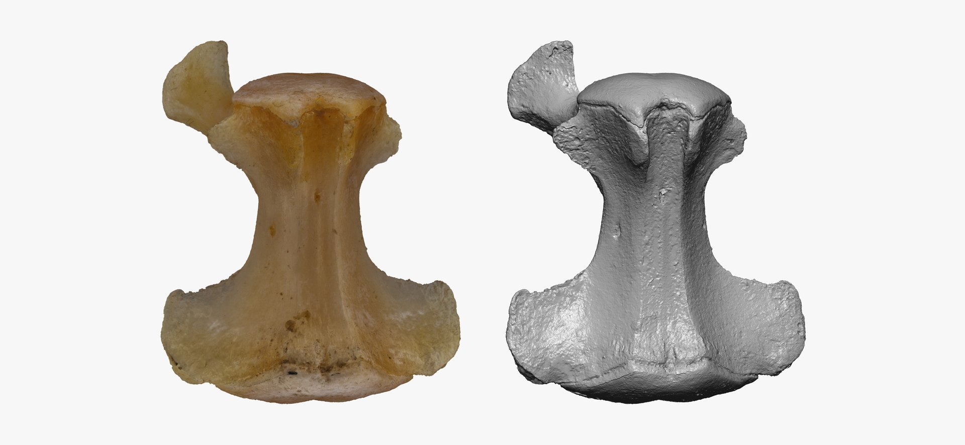 3D Kangaroo Red-necked Wallaby (Macropus Rufogriseus) Caudal Vertebrae ...