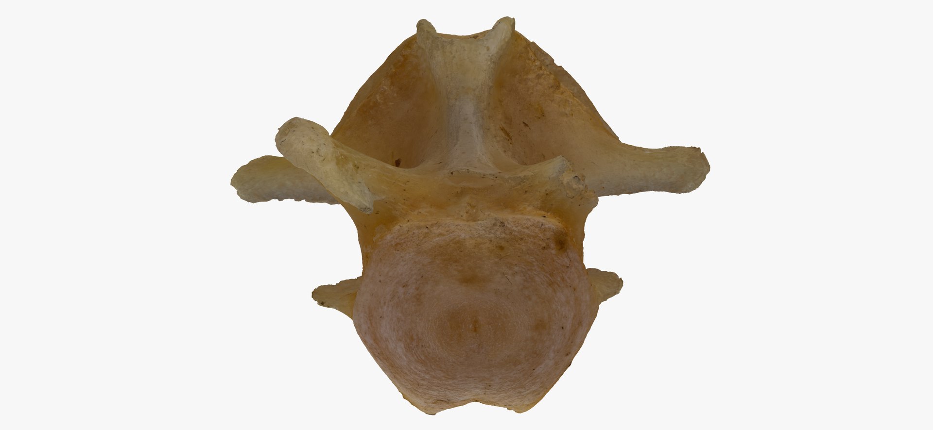 3D Kangaroo Red-necked Wallaby (Macropus Rufogriseus) Caudal Vertebrae ...