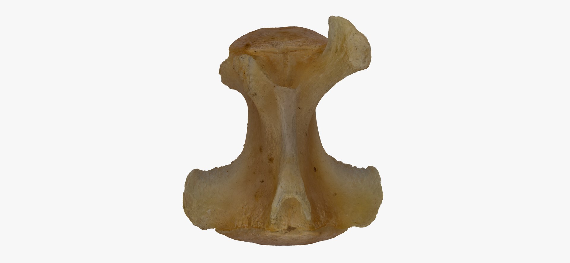 3D Kangaroo Red-necked Wallaby (Macropus Rufogriseus) Caudal Vertebrae ...