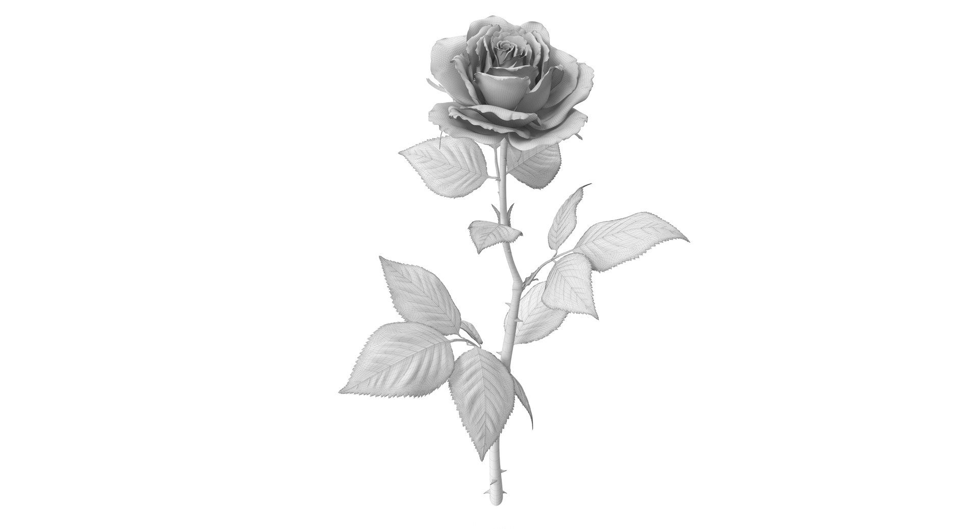 3d Model Rose Modeled Leaf