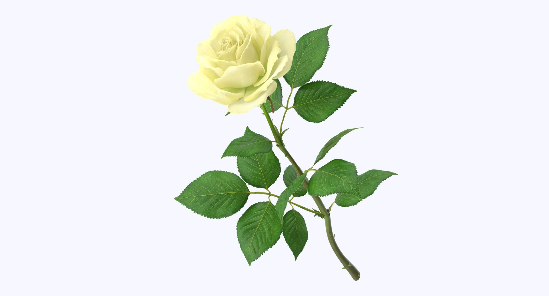 3d Model Rose Modeled Leaf