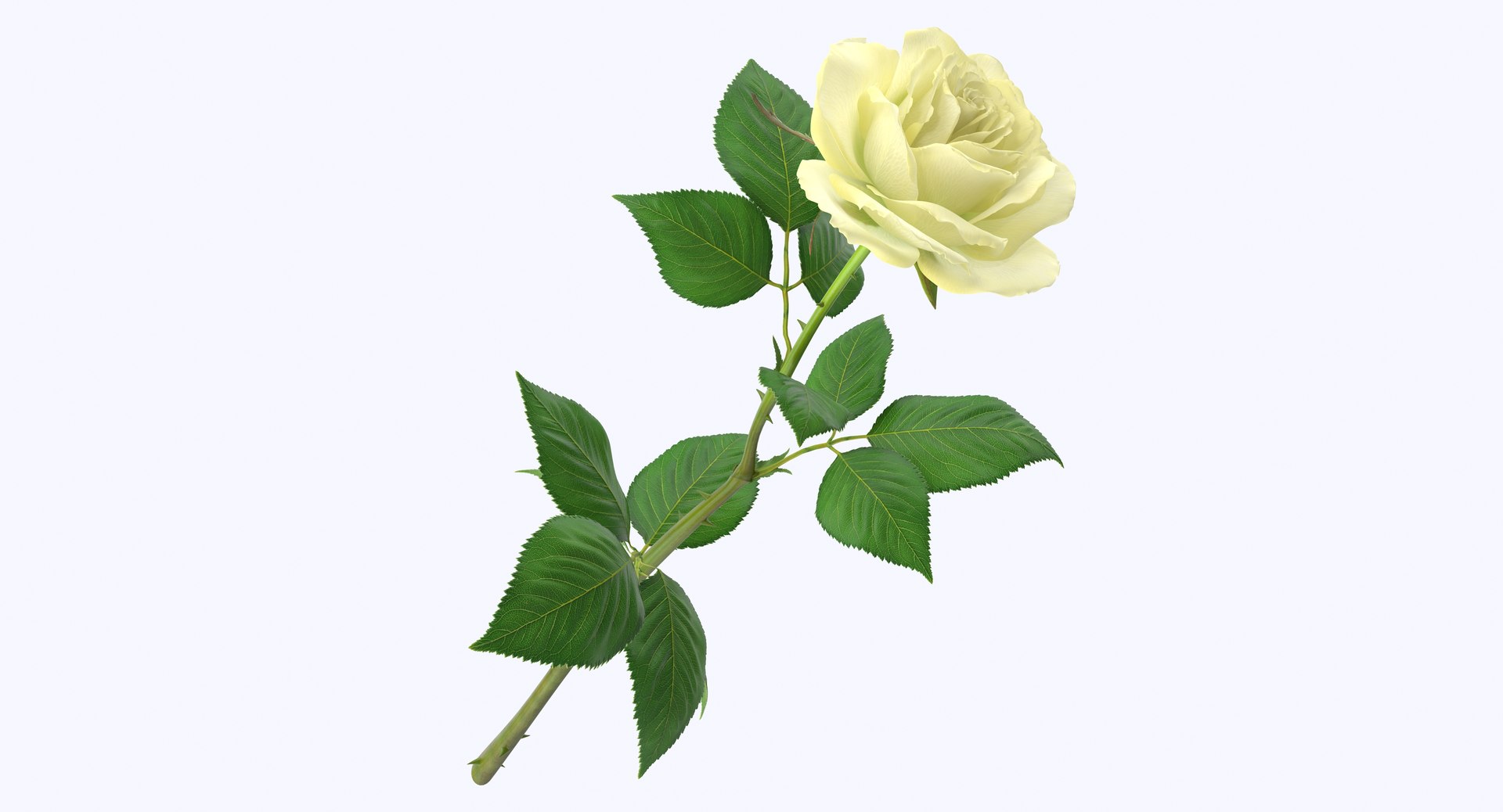 3d Model Rose Modeled Leaf