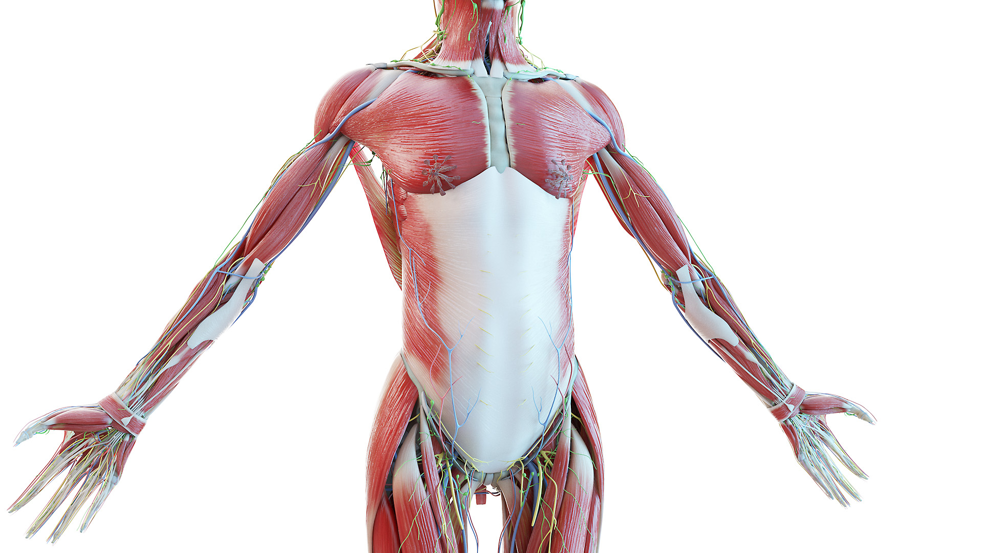 Full Kid Girl Anatomy Maya Static model - TurboSquid 1727215