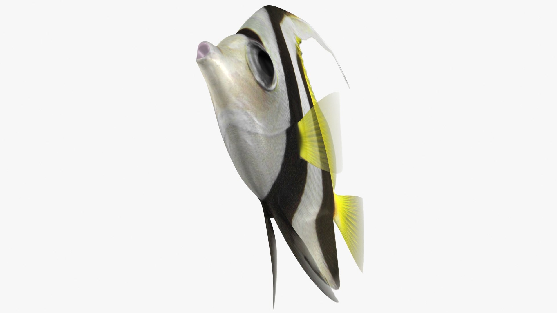 Bannerfish Rigged 3D Model - TurboSquid 1507369
