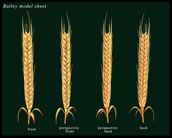 Barley grain food 3D - TurboSquid 1636166