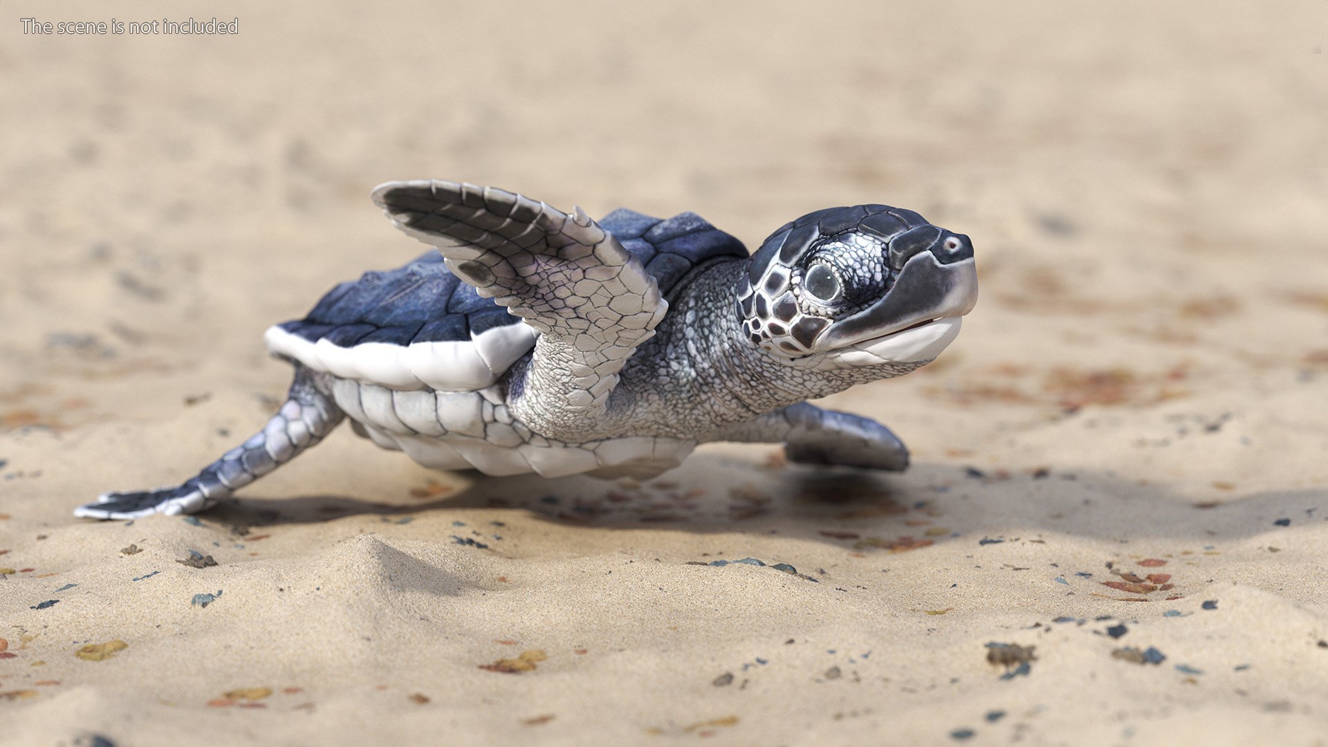 Baby Sea Turtle Black Rigged For Cinema 4D 3D - TurboSquid 2205425