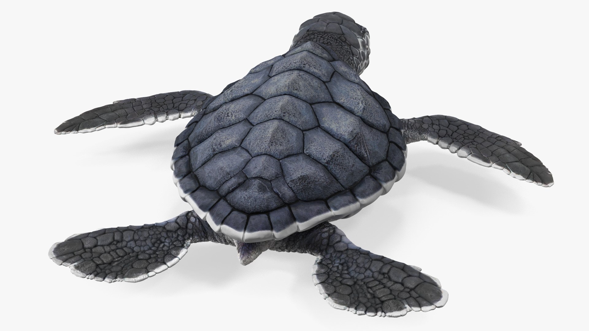 Baby Sea Turtle Black Rigged For Cinema 4D 3D - TurboSquid 2205425