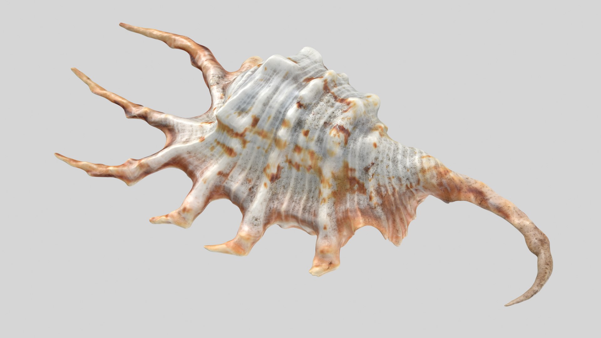3D Seashell 01 - TurboSquid 1749225