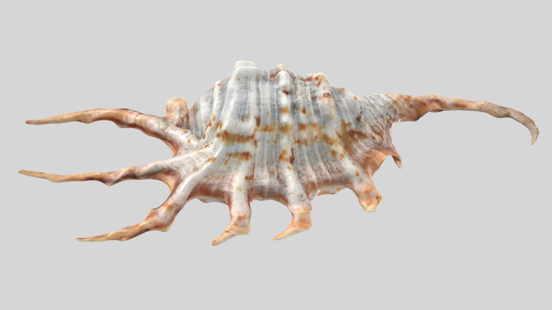 3D Seashell 01 - TurboSquid 1749225