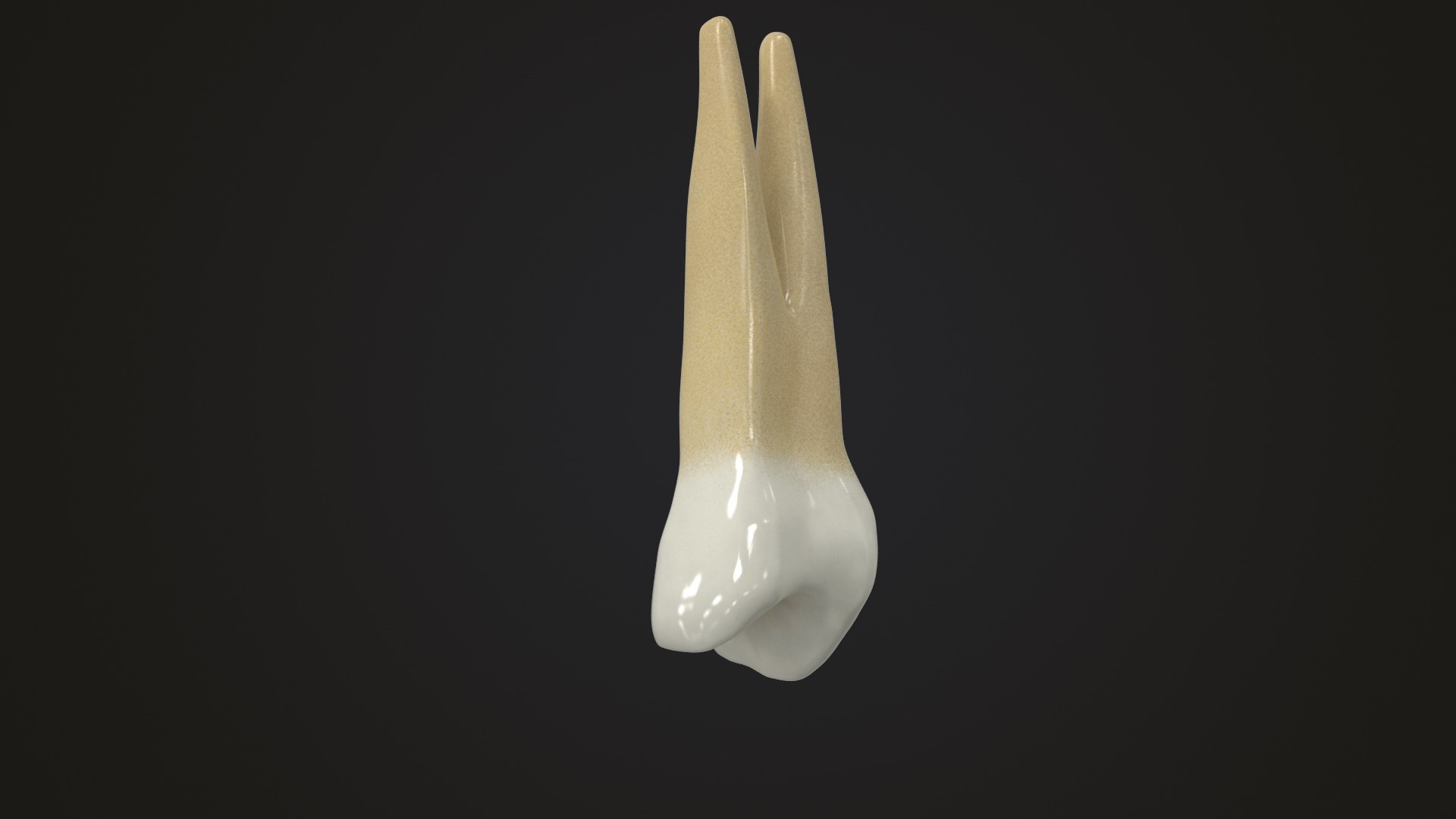 3D human teeth upper premolar - TurboSquid 1518066