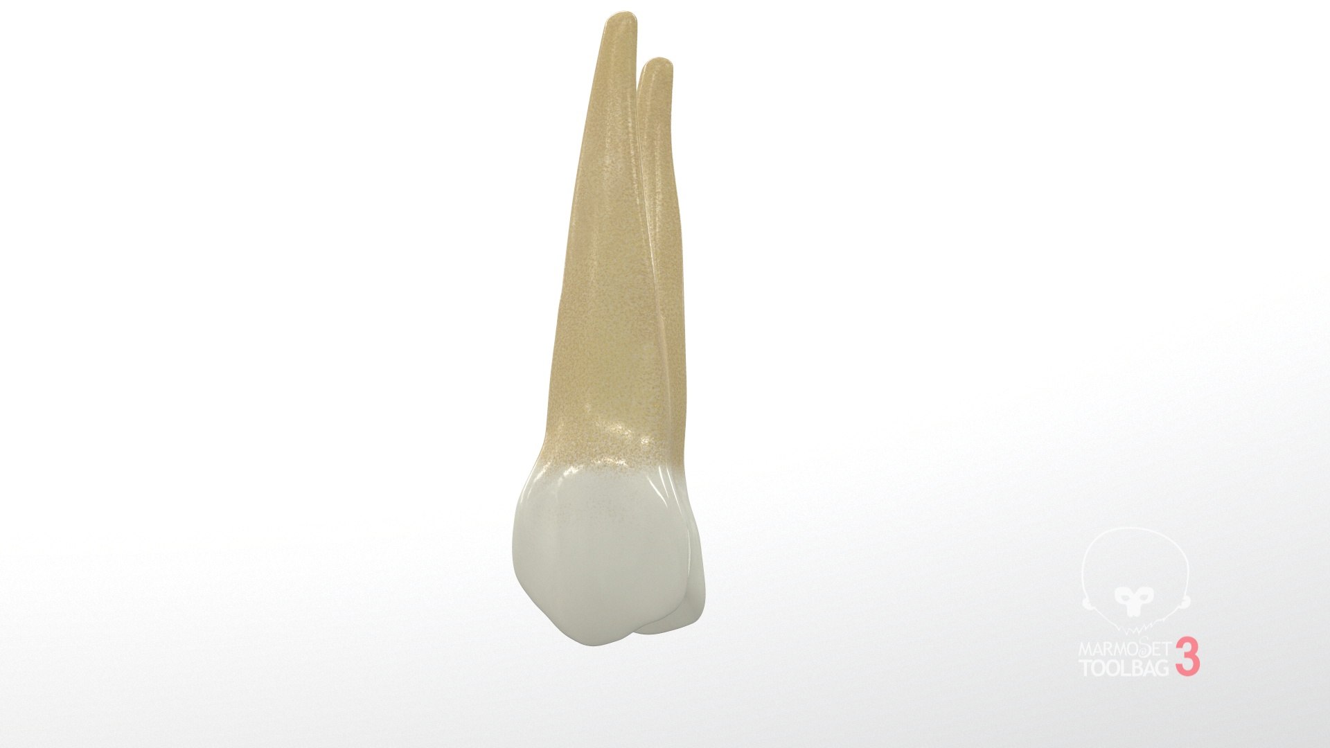 3D human teeth upper premolar - TurboSquid 1518066