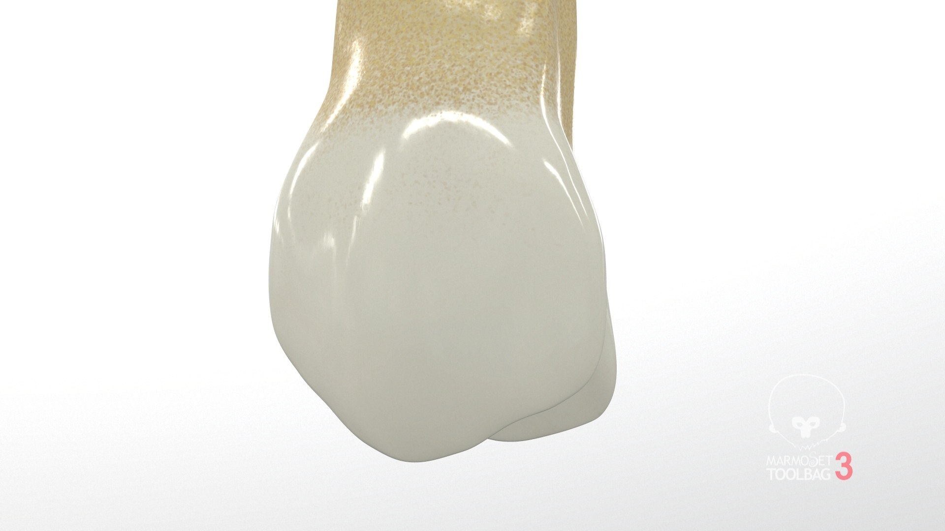 3D human teeth upper premolar - TurboSquid 1518066