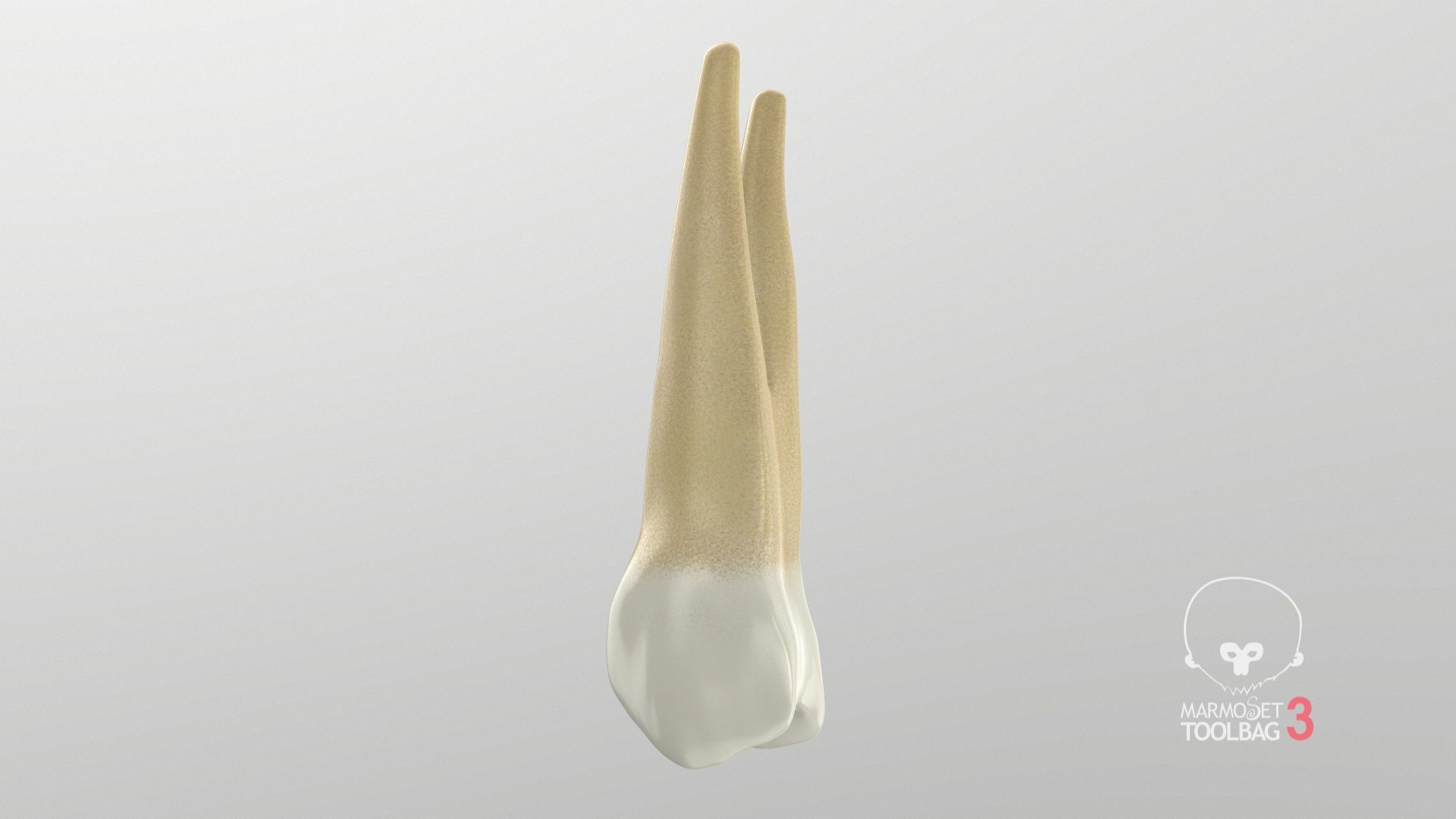 3D human teeth upper premolar - TurboSquid 1518066