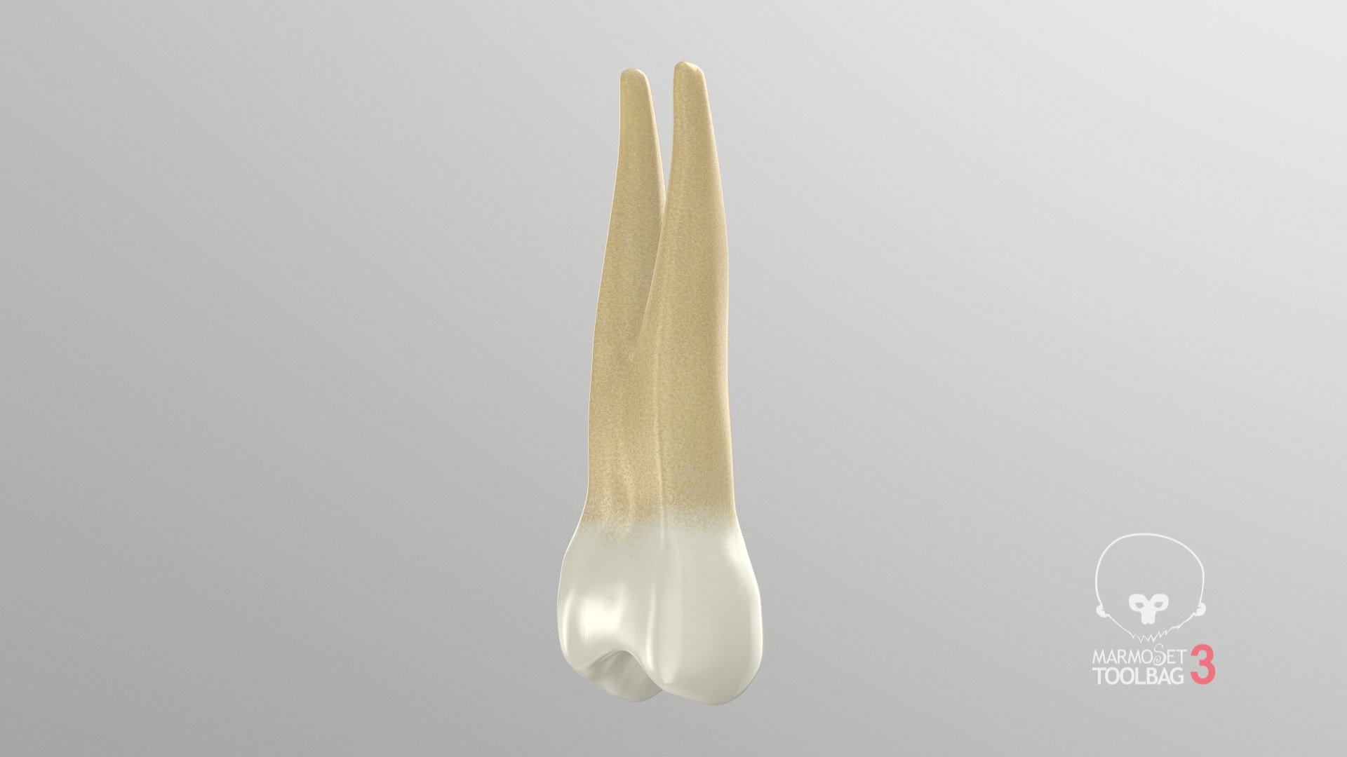 3D human teeth upper premolar - TurboSquid 1518066