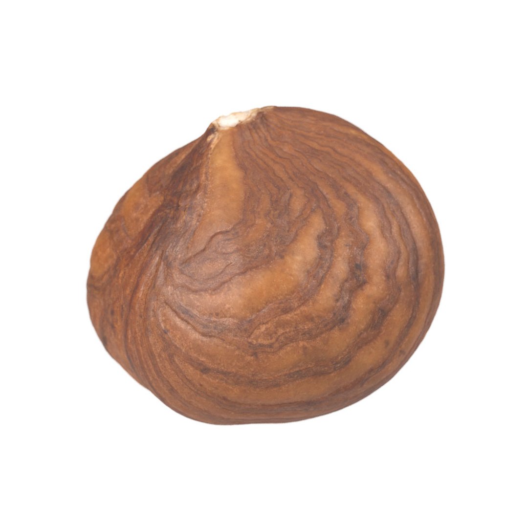Scanned Hazelnut Kernel 3 Model - TurboSquid 1412667