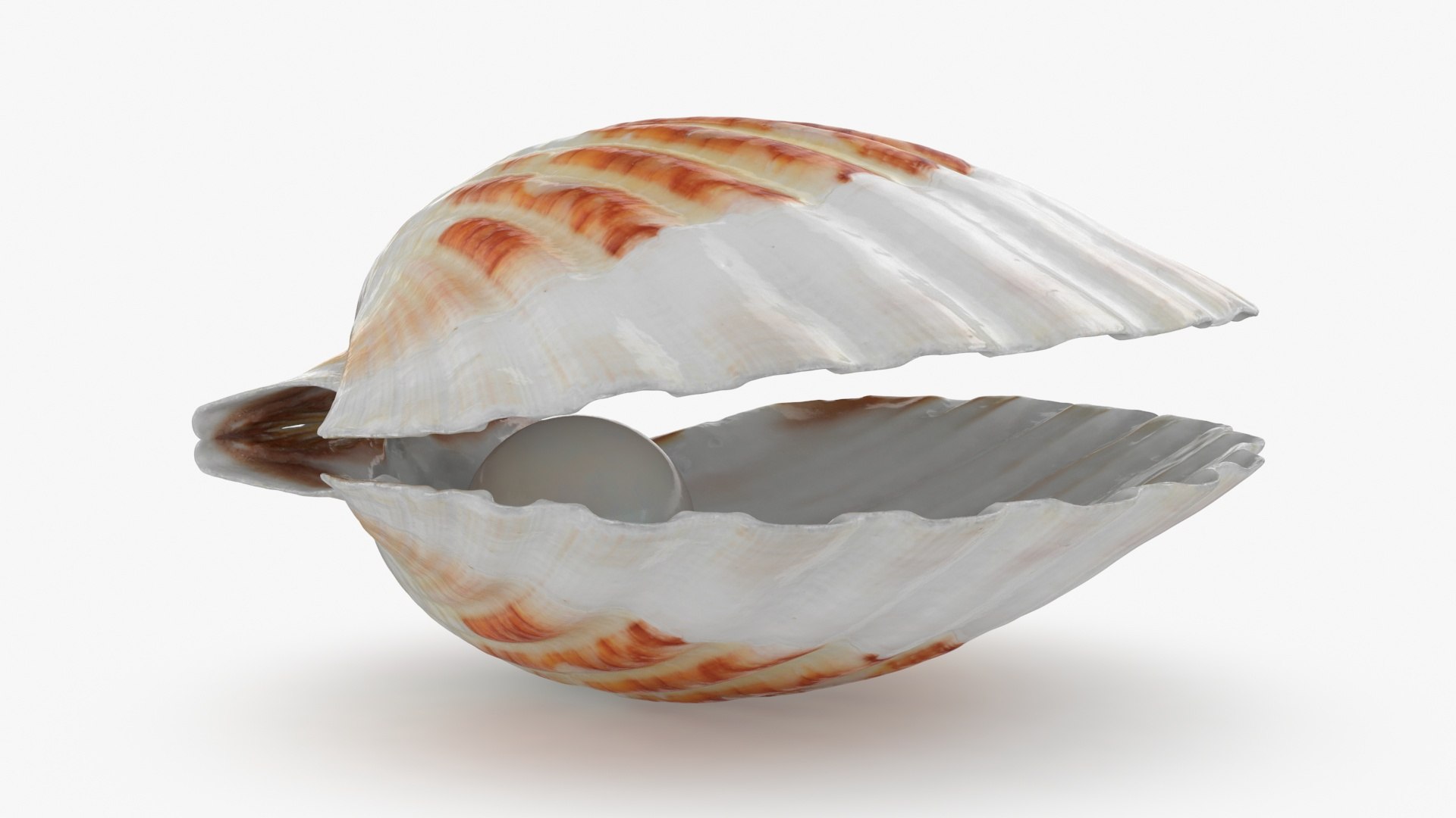 Clam Shell Pearl 02 Animated 3D Model - TurboSquid 2223929