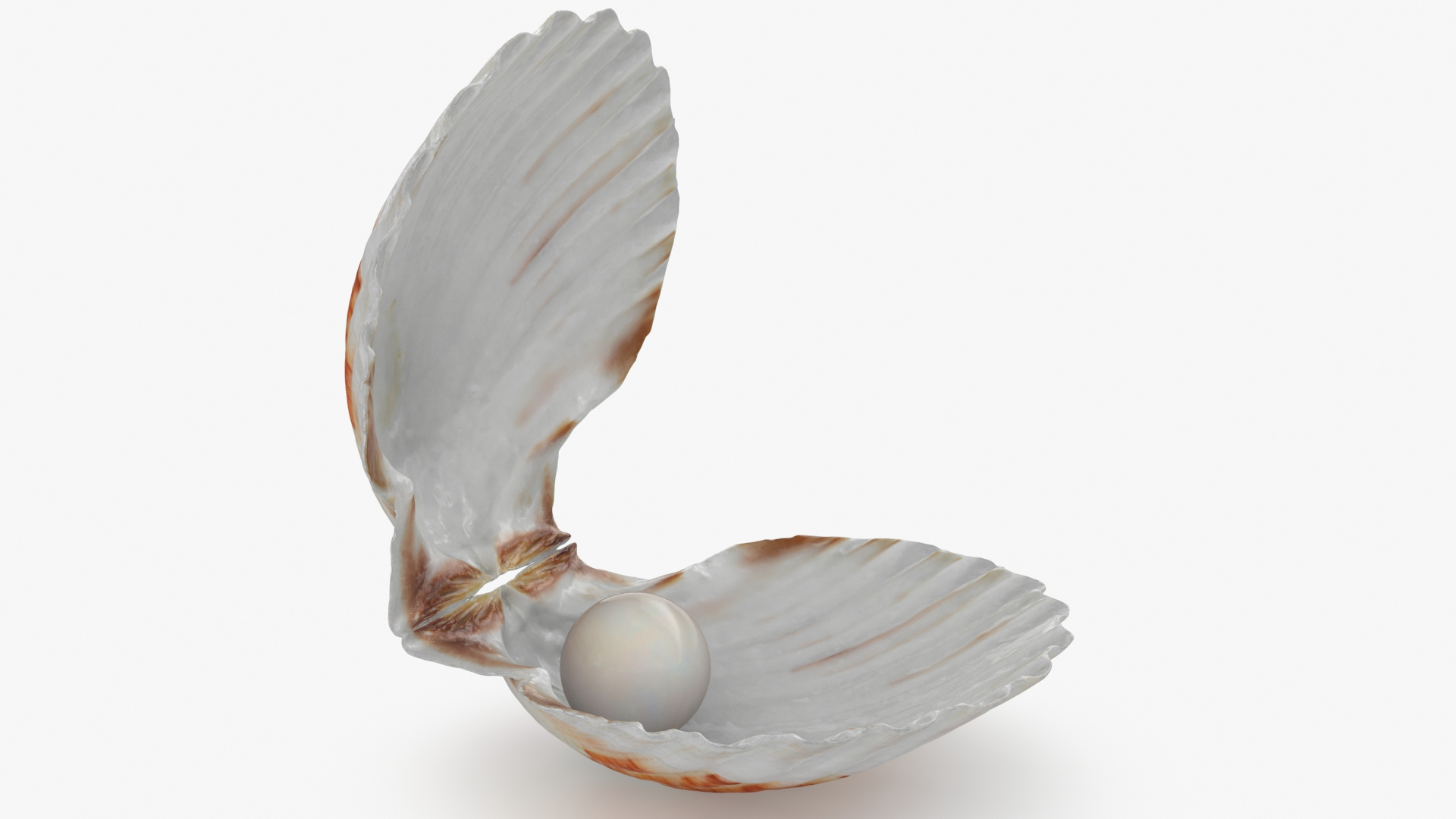 Clam Shell Pearl 02 Animated 3D Model - TurboSquid 2223929