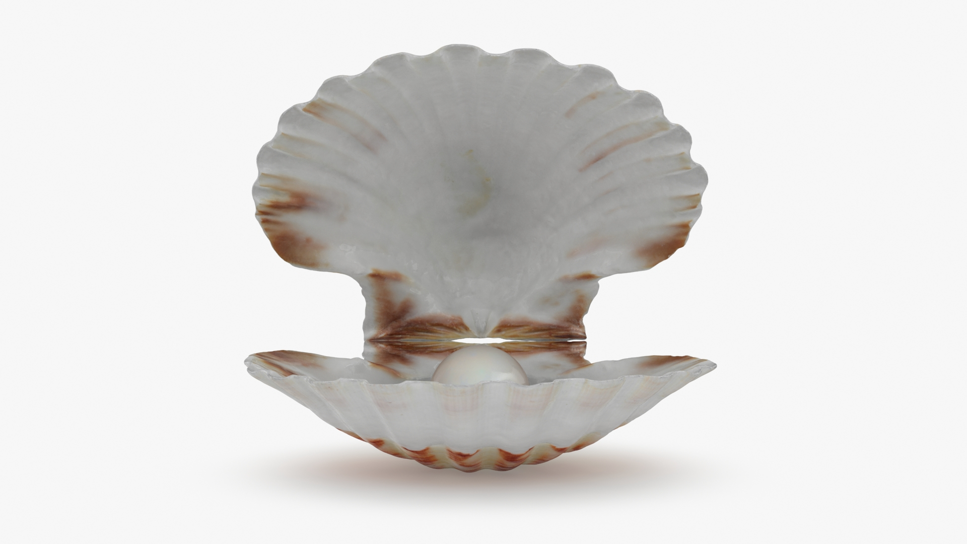 Clam Shell Pearl 02 Animated 3D Model - TurboSquid 2223929