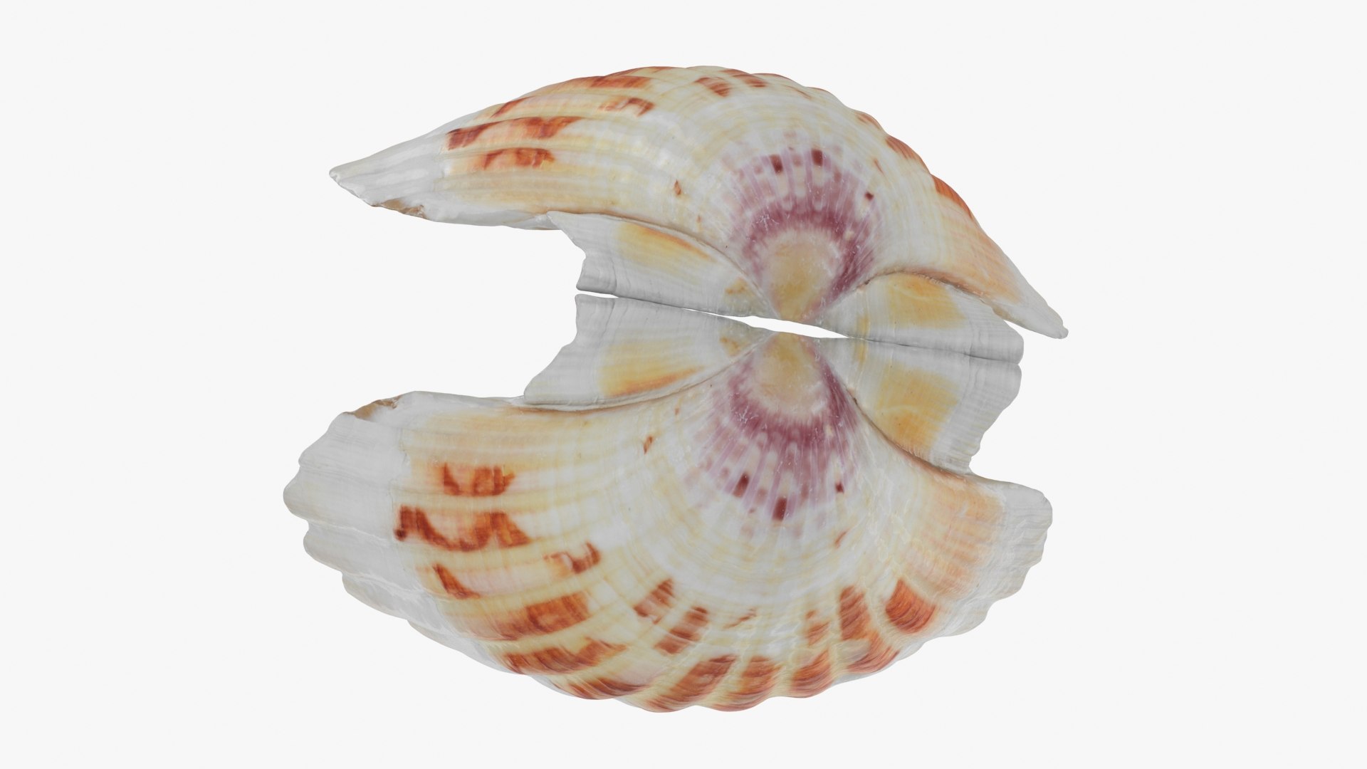 Clam Shell Pearl 02 Animated 3D Model - TurboSquid 2223929